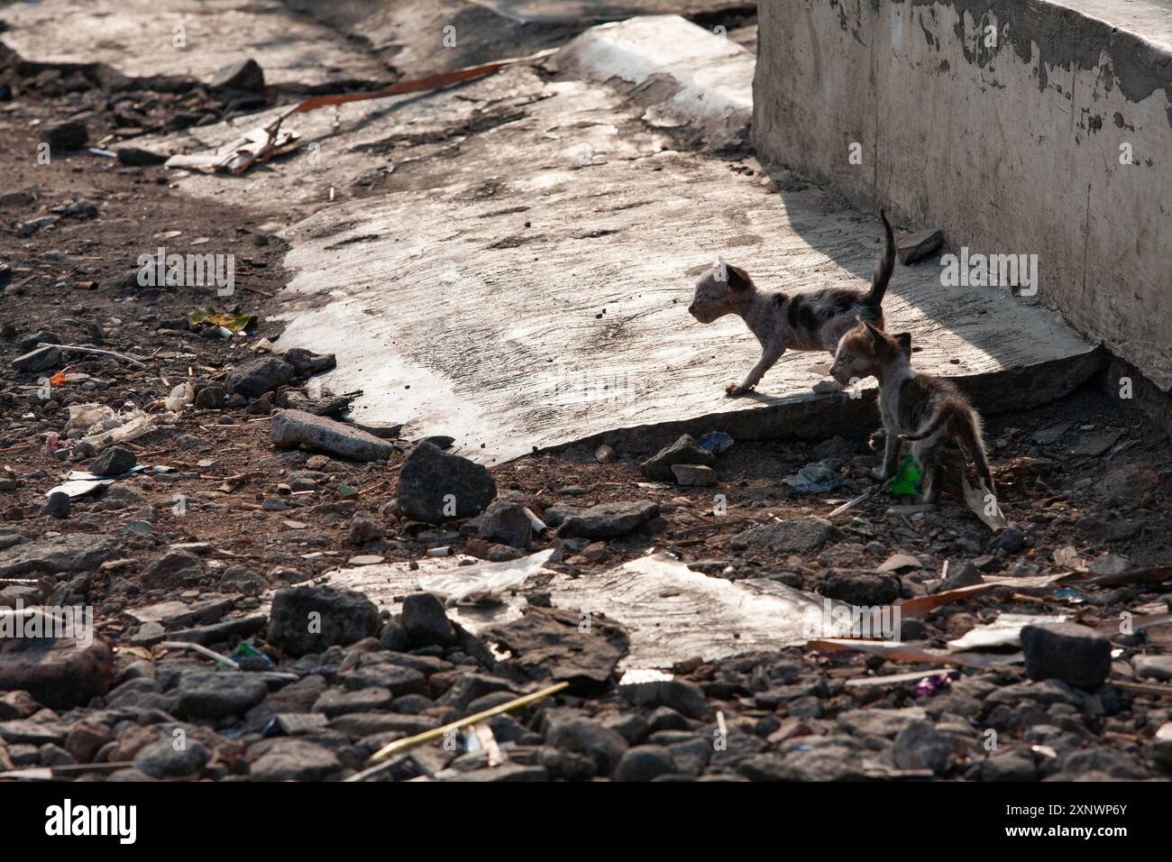 6 October 2008, Jakarta, Indonesia, South East Asia, Weak kittens are ...