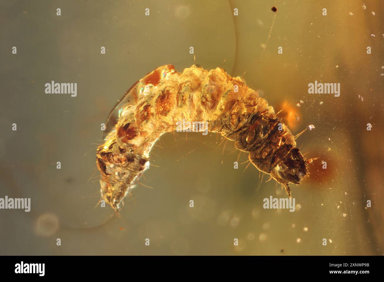 Coleopteran insect hi-res stock photography and images - Alamy