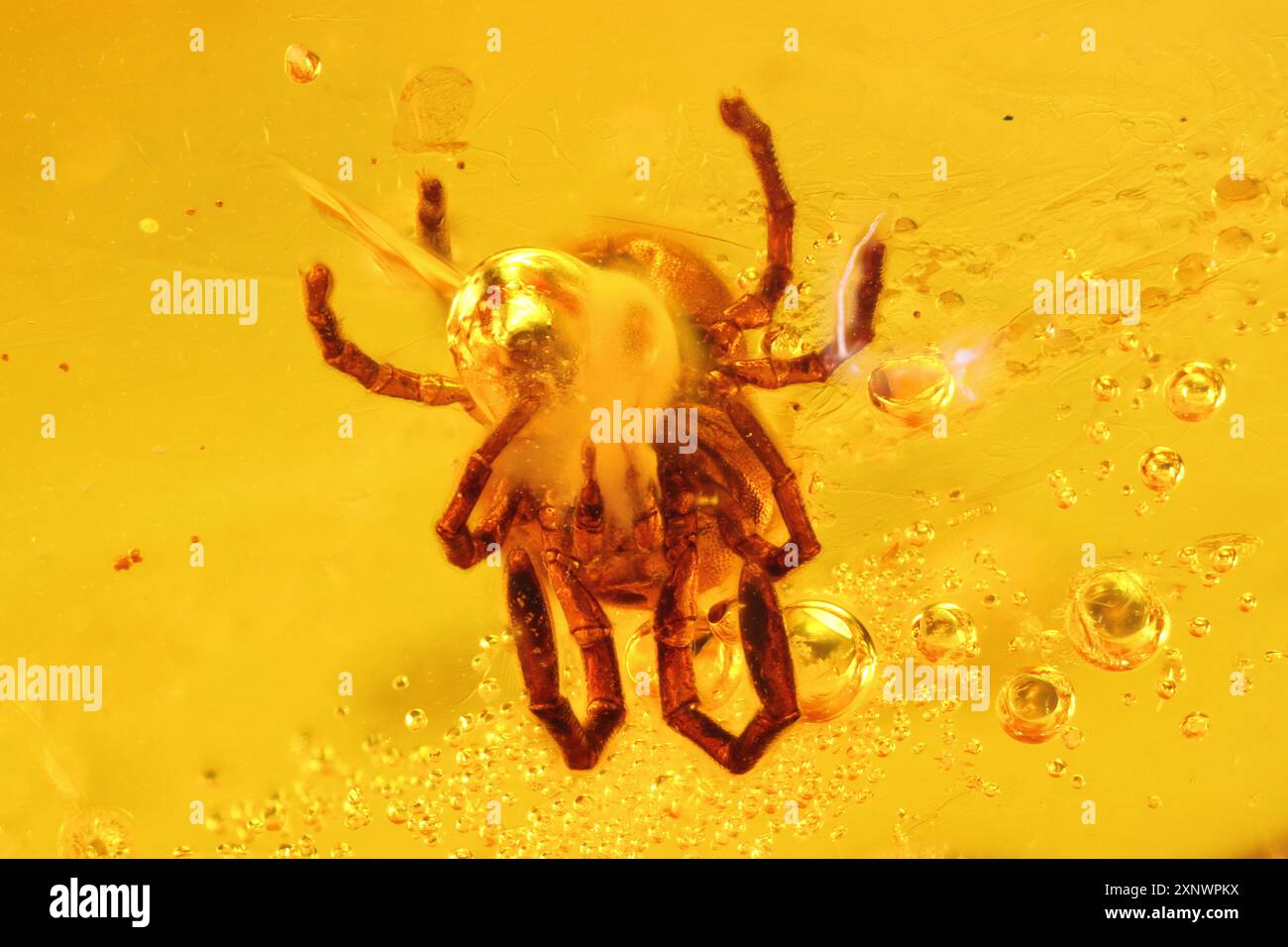 spider mite (Tetranychidae) imprisioned in amber from Bitterfeld ...