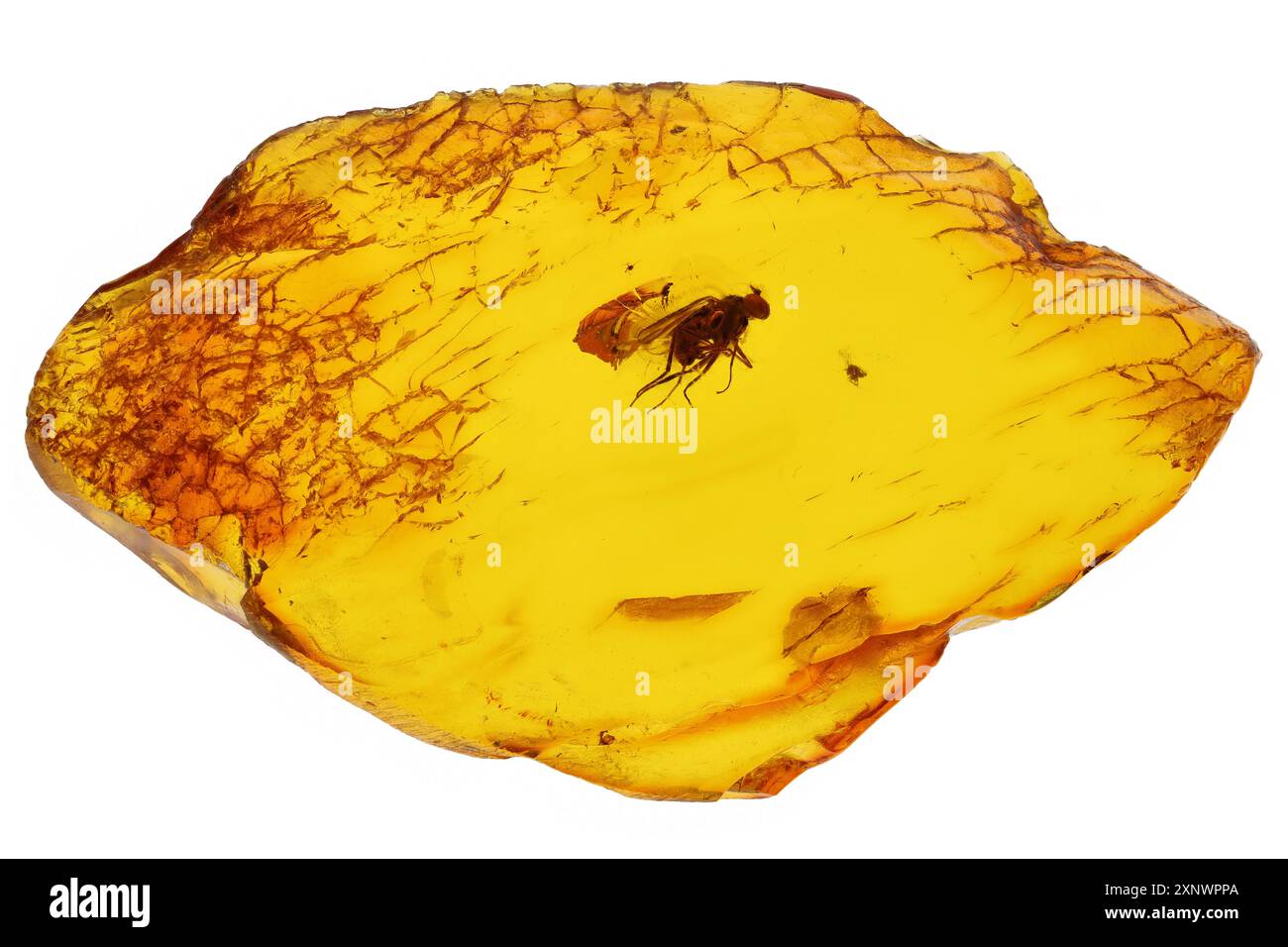 fruit fly imprisioned in amber from Bitterfeld, Germany isolated on ...