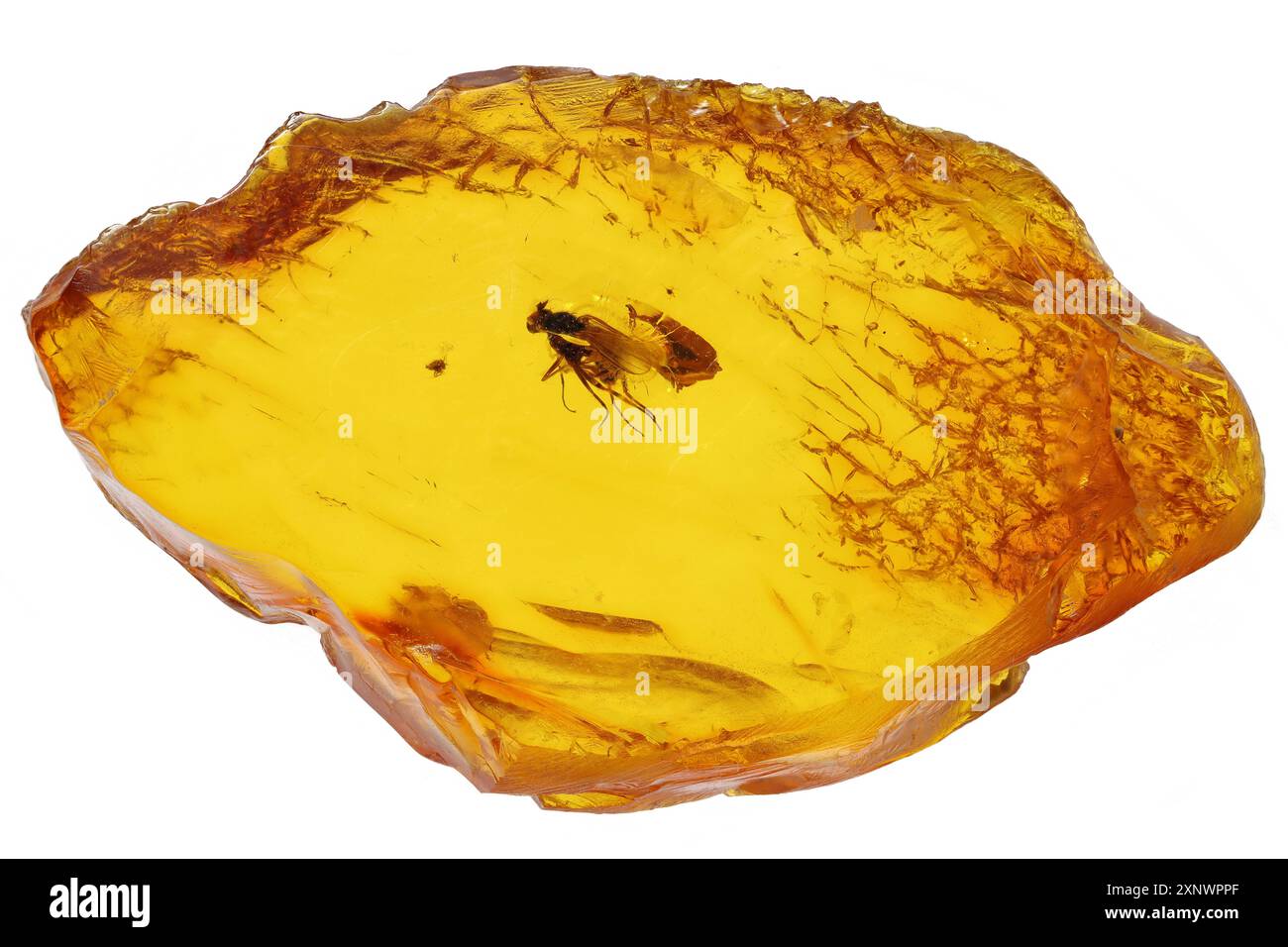 fruit fly imprisioned in amber from Bitterfeld, Germany isolated on ...