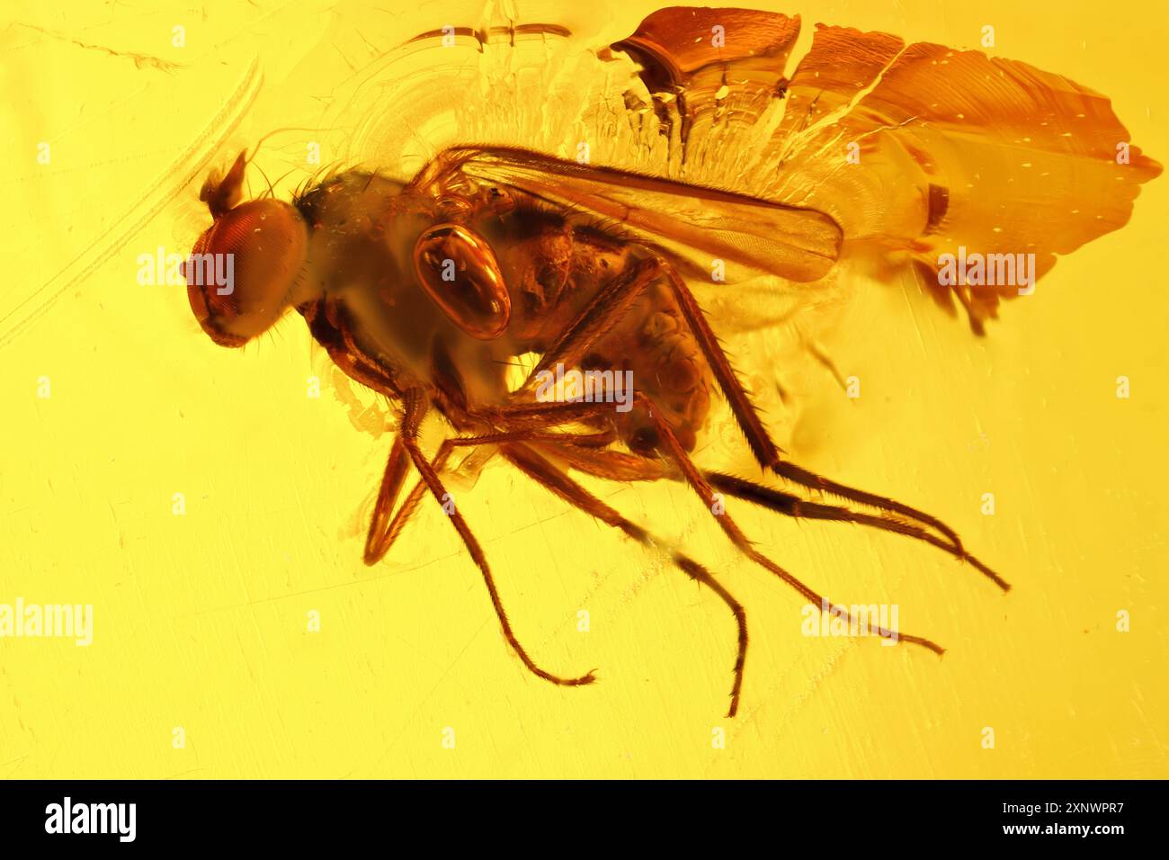 fruit fly imprisioned in amber from Bitterfeld, Germany Stock Photo - Alamy