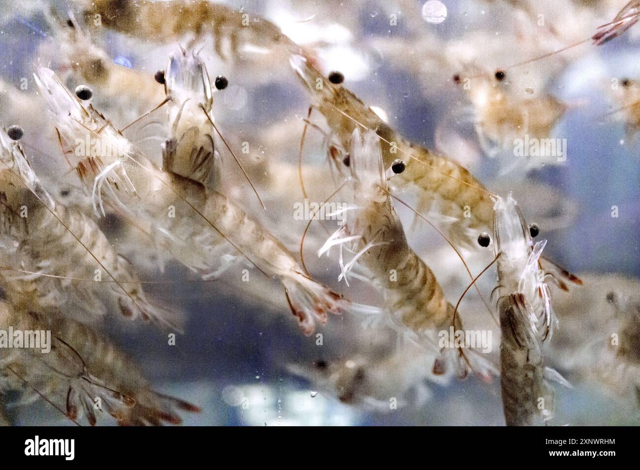 Shrimps swimming around in the aquarium, taken at Jakarta, Indonesia ...
