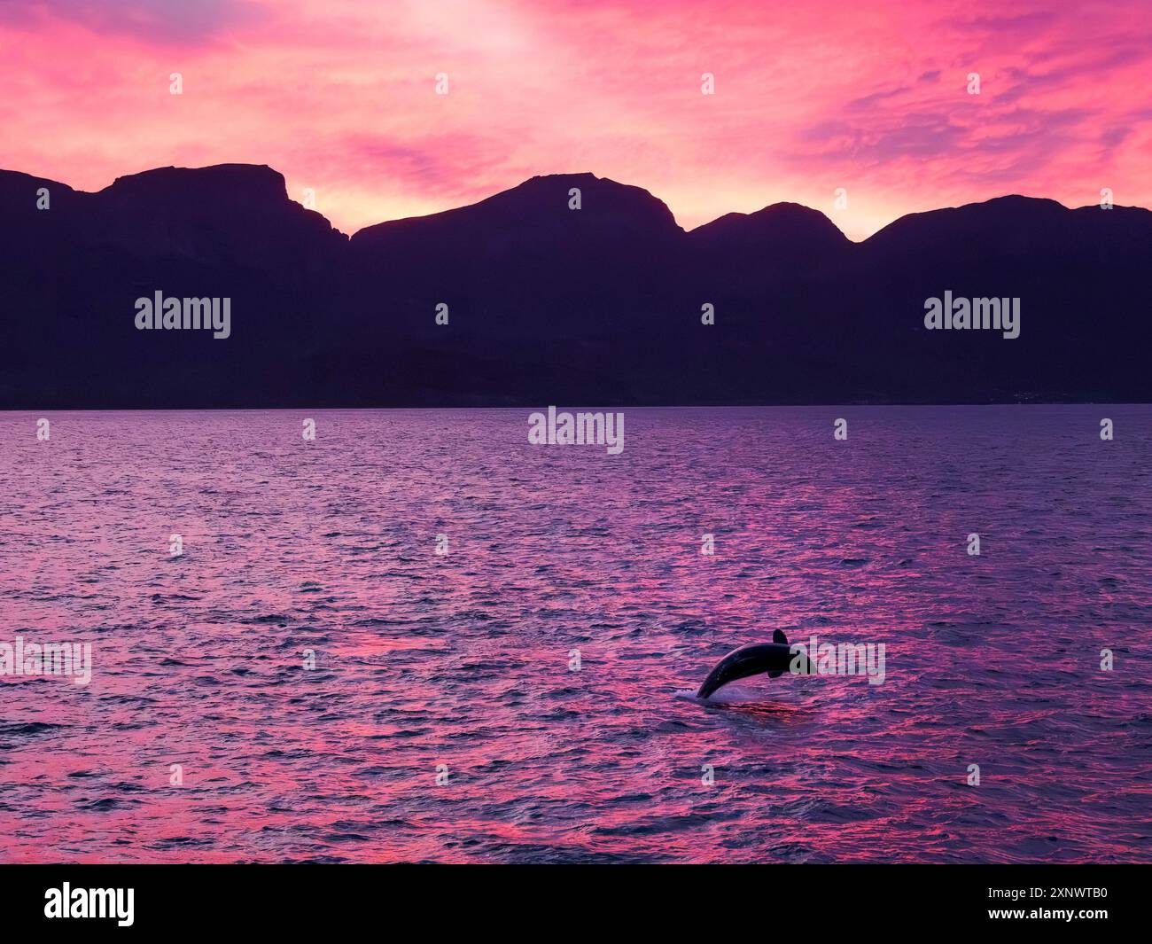 Killer whale female calf Orcinus orca, breaching at sunset off Isla San ...