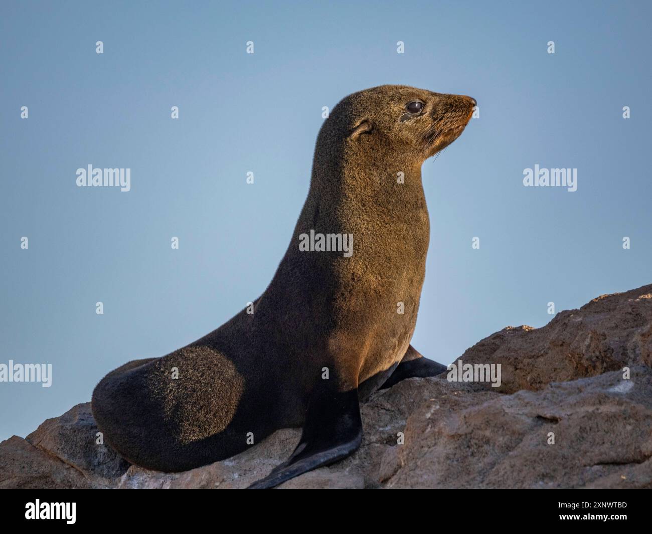 Guadalupe fur seal Arctocephalus townsendi, at new haul out on Las ...