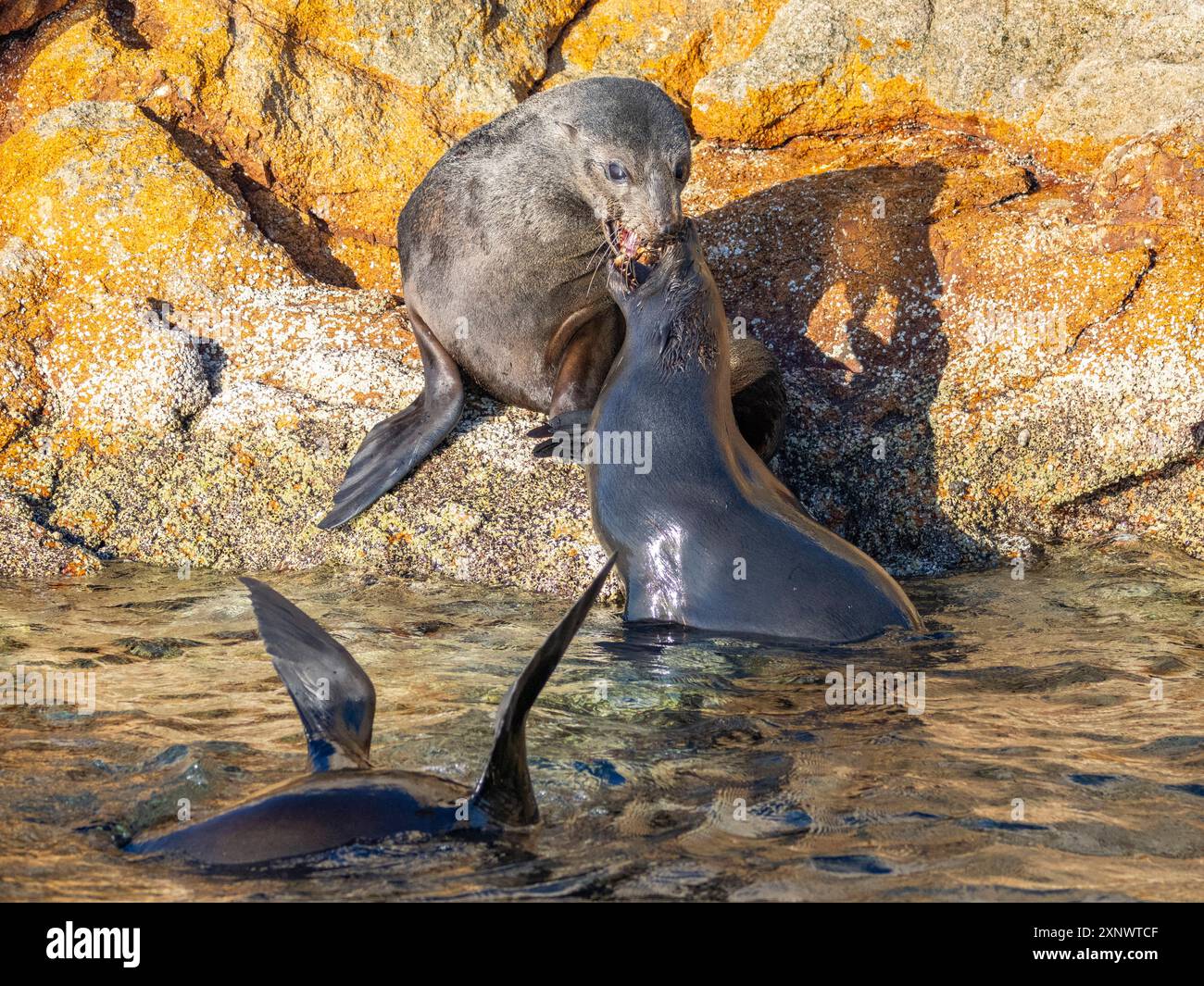Guadalupe fur seals Arctocephalus townsendi, at new haul out on Las ...