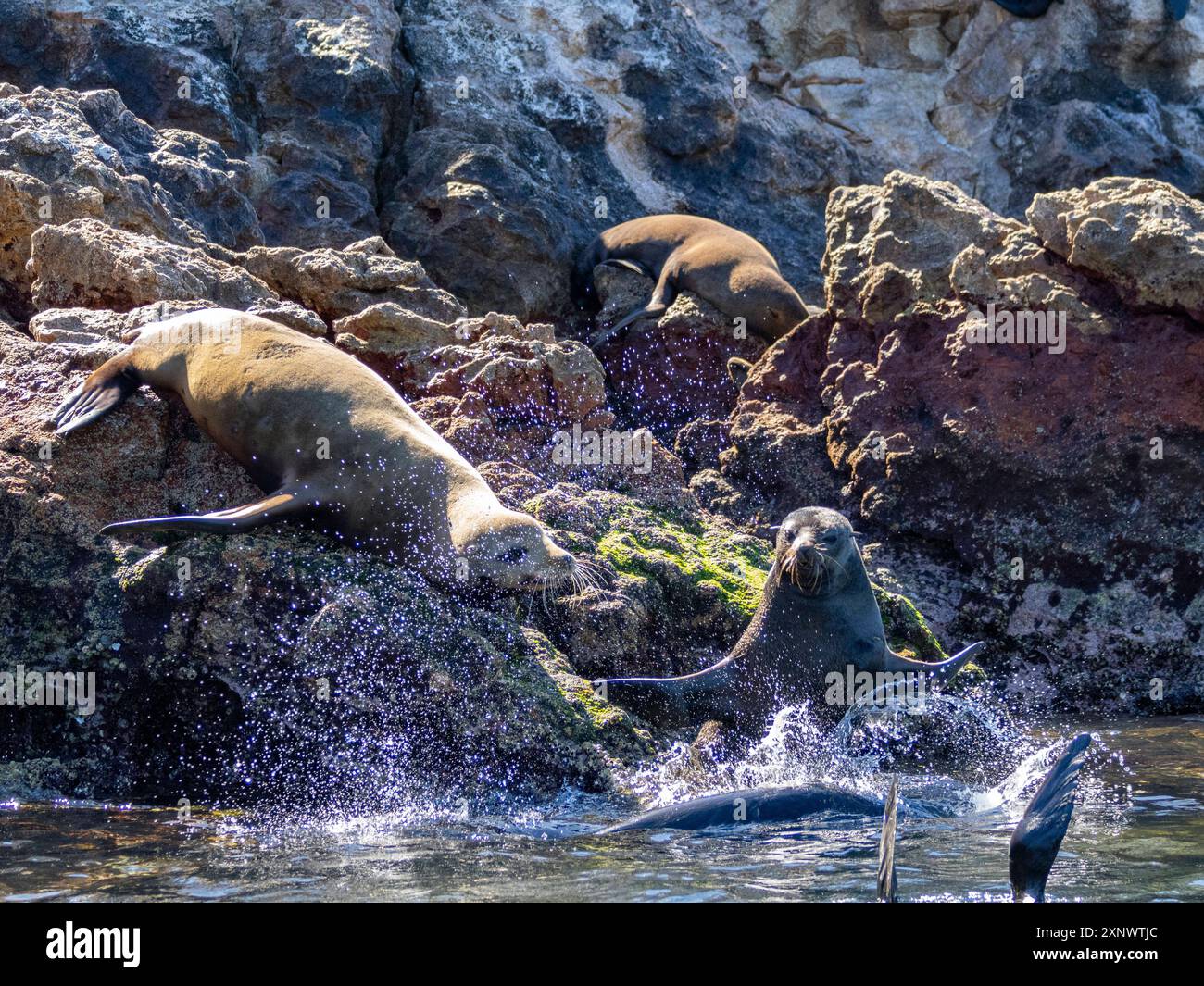 Guadalupe fur seals Arctocephalus townsendi, at new haul out on Las ...