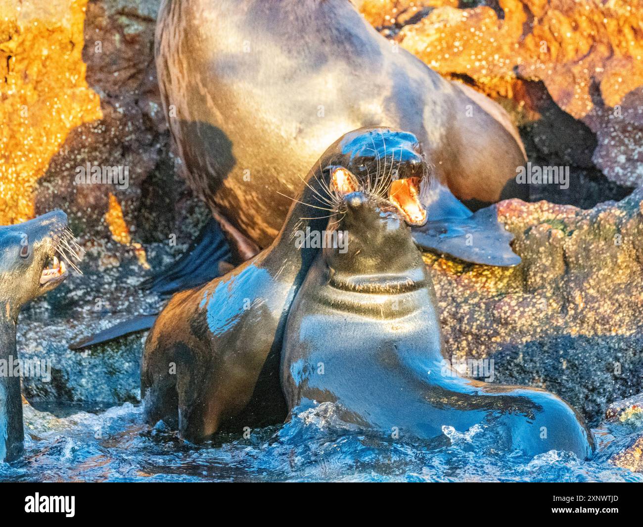 Guadalupe fur seals Arctocephalus townsendi, at new haul out on Las ...