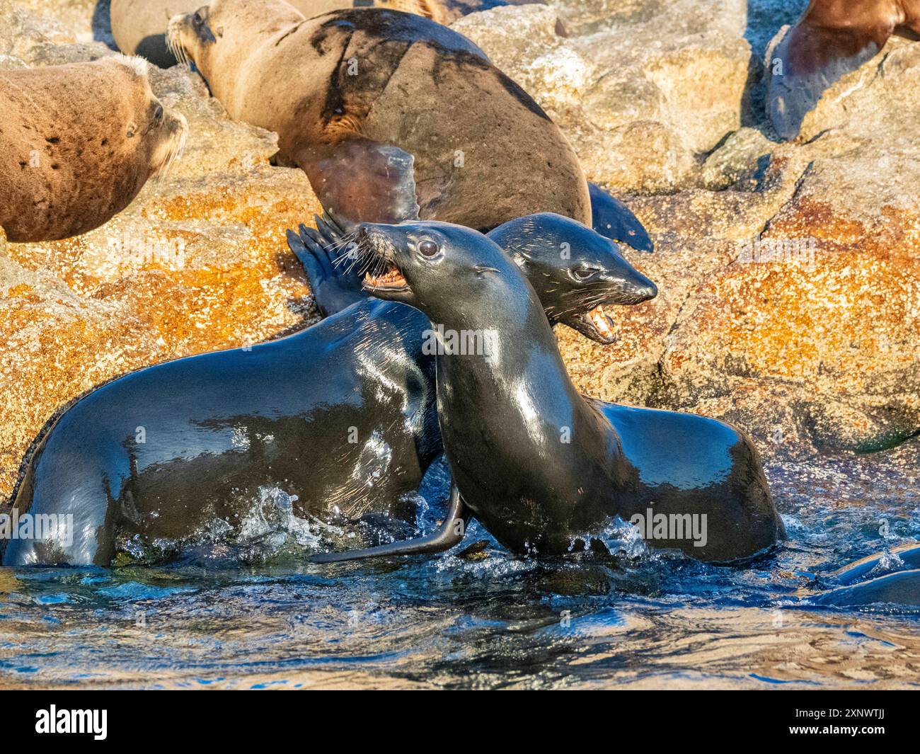 Guadalupe fur seals Arctocephalus townsendi, at new haul out on Las ...