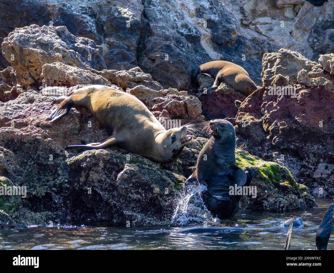 Guadalupe fur seals Arctocephalus townsendi, at new haul out on Las ...