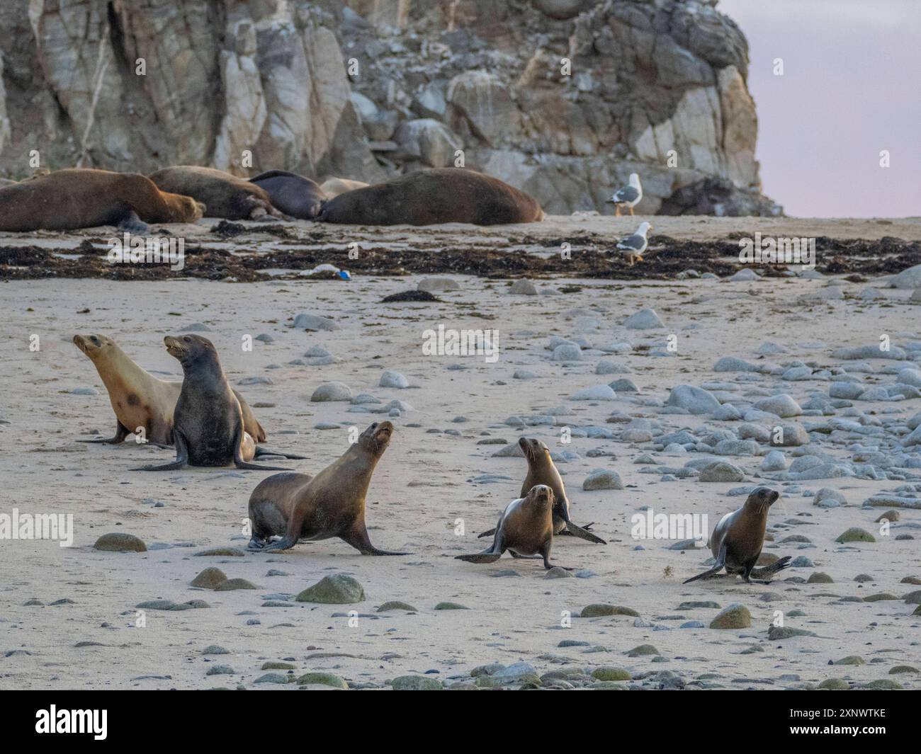 California sea lions Zalophus californianus, on the beach in Puerto ...