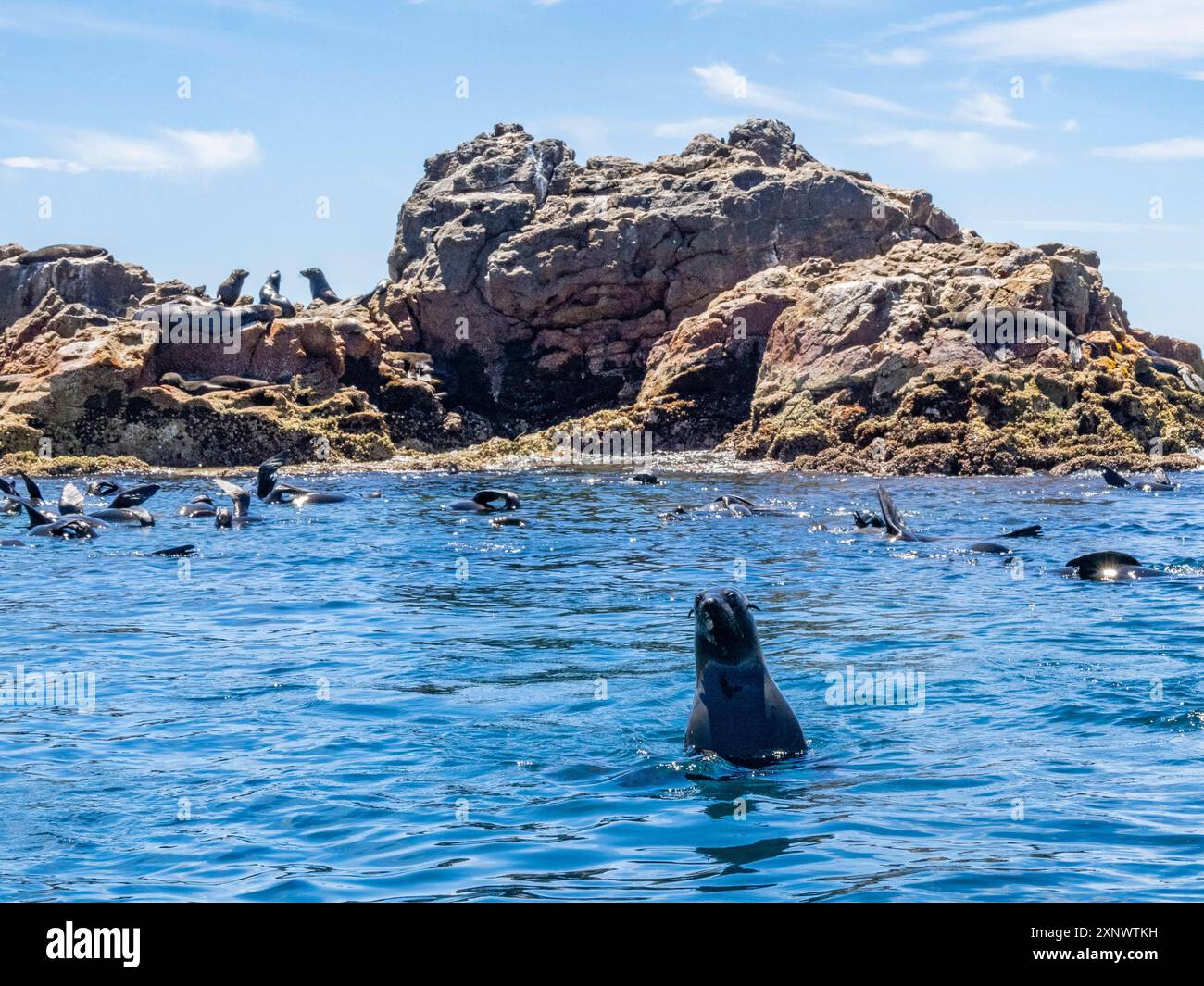 Guadalupe fur seals Arctocephalus townsendi, at new haul out on Las ...
