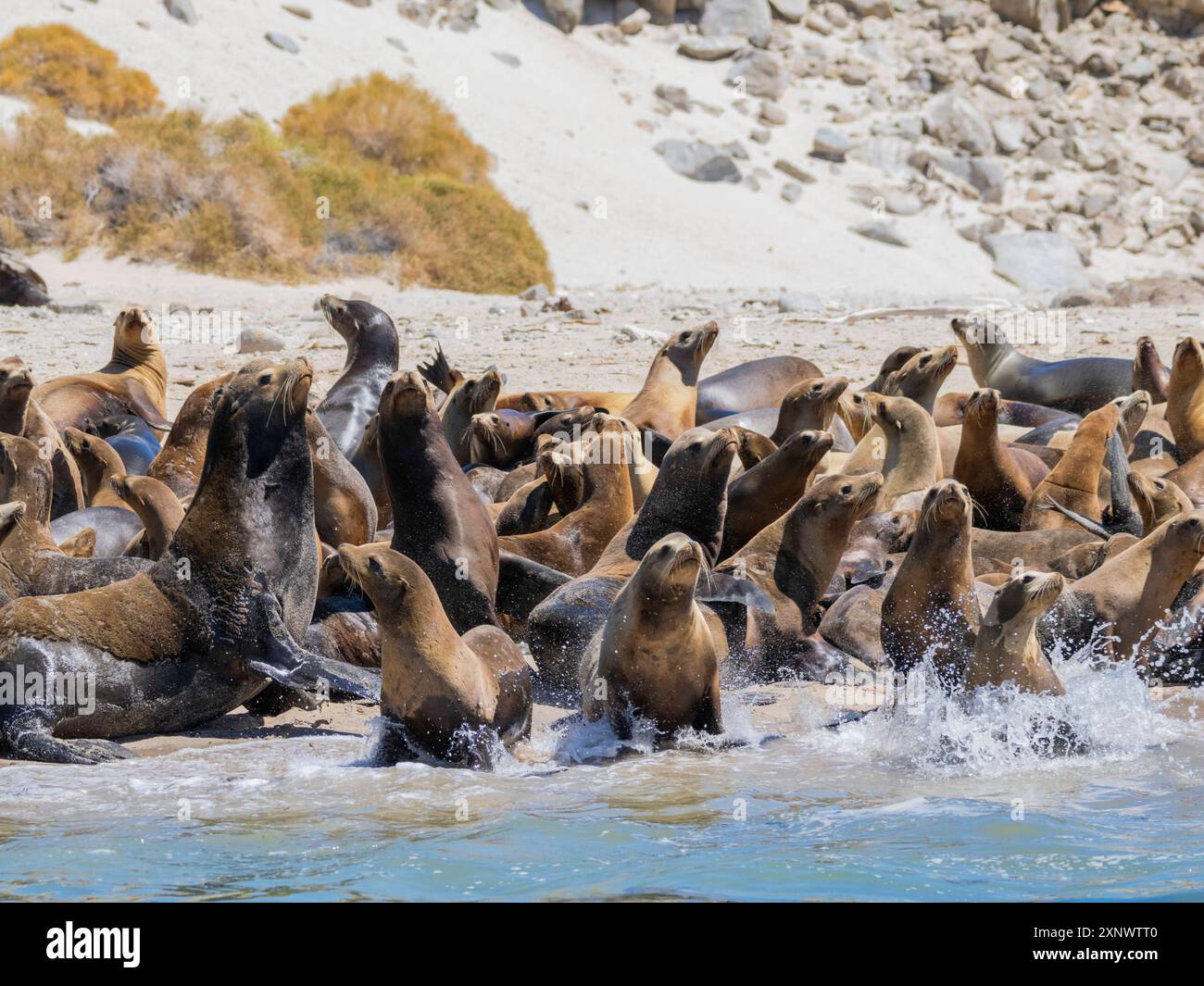 California sea lions Zalophus californianus, stampeding on the beach in ...