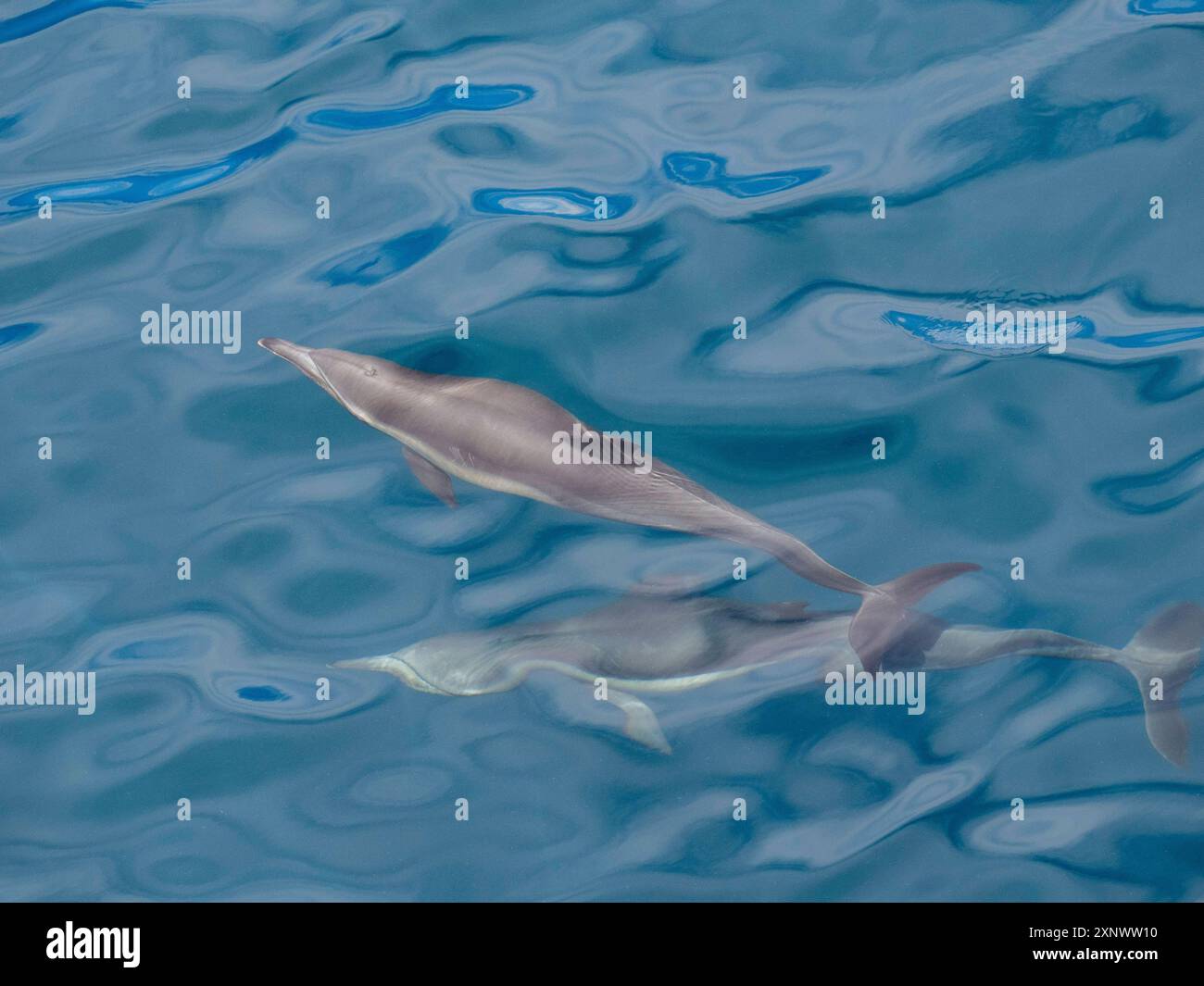 A pair of long-beaked common dolphins Delphinus capensis, surfacing off ...
