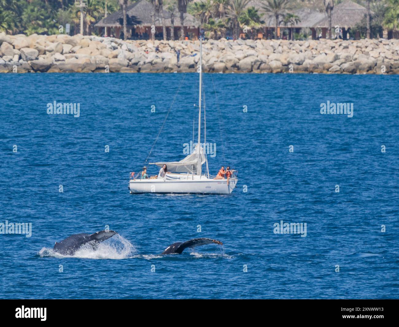 Baja wale watching mexico hi-res stock photography and images - Alamy