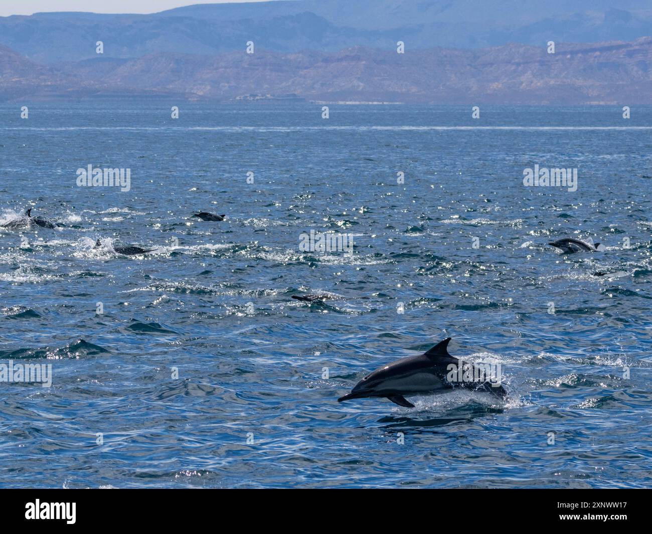 A long-beaked common dolphin pod Delphinus capensis, traveling off ...