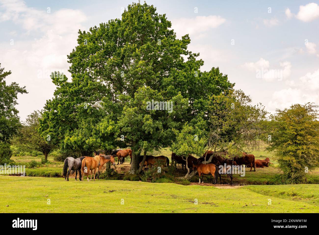 Ponies under tree hi-res stock photography and images - Alamy
