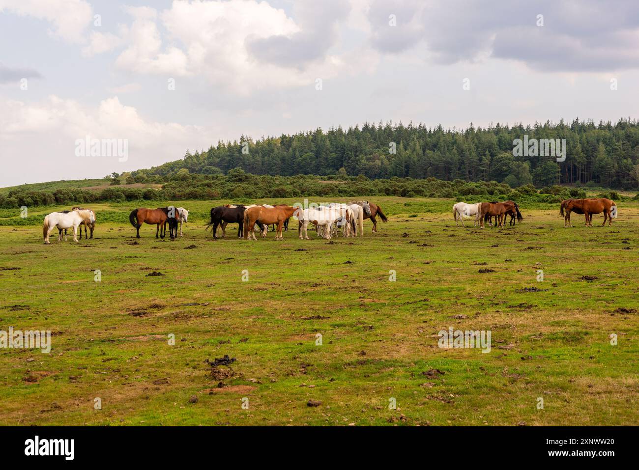 Mixed colour gathering of New Forest ponies in open space, New Forest ...