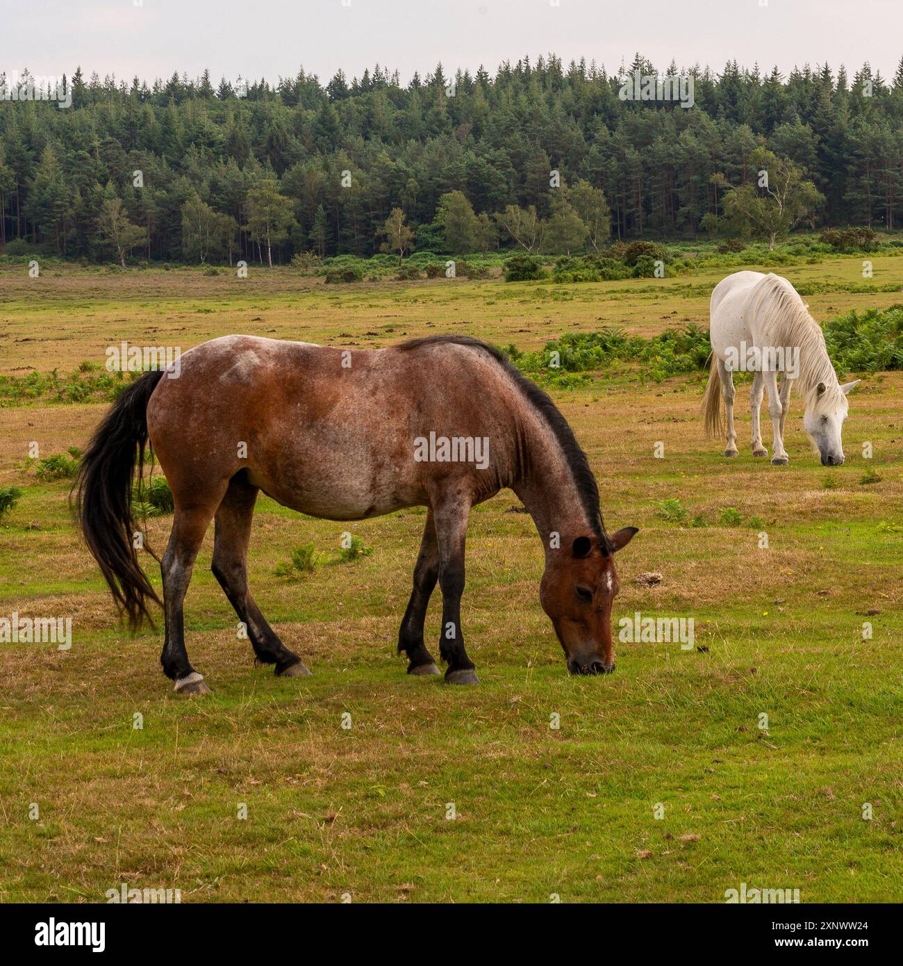 Two New Forest ponies, one white, one brown, New Forest, Hampshire ...