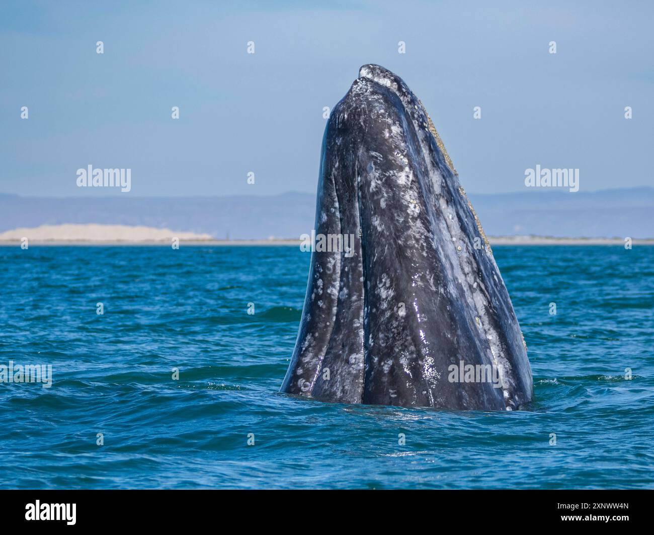 Adult California gray whale Eschrictius robustus, spy-hopping in San ...