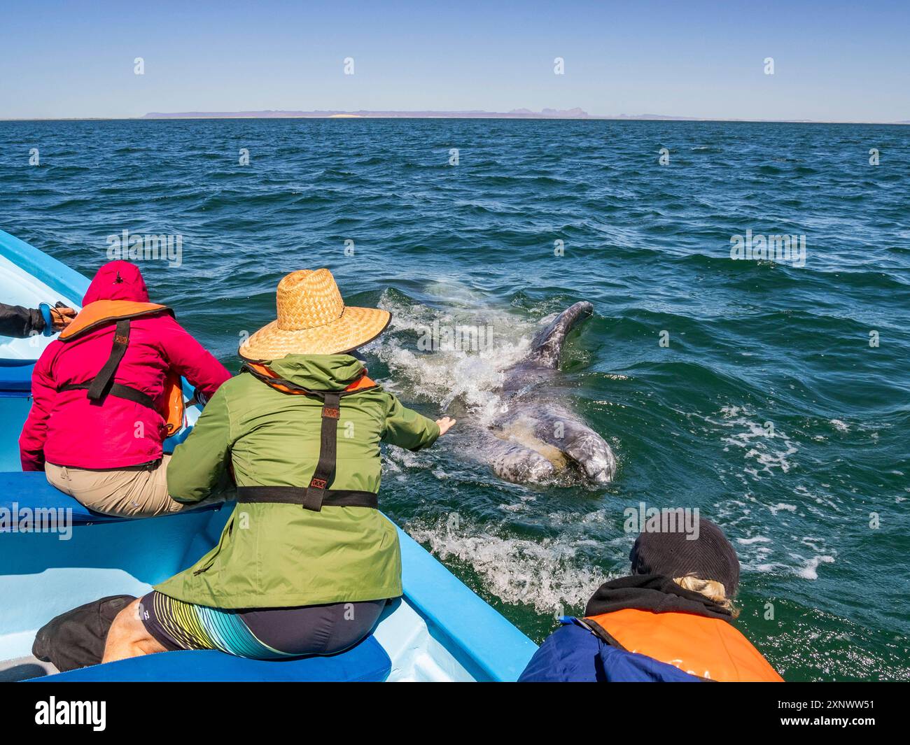 California gray whale calf Eschrictius robustus, with excited tourists ...