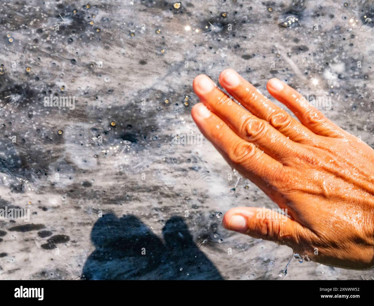 California gray whale calf Eschrictius robustus, and tourist s hand in ...