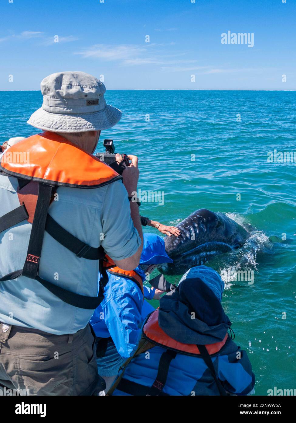 California gray whale calf Eschrictius robustus, with excited tourists ...