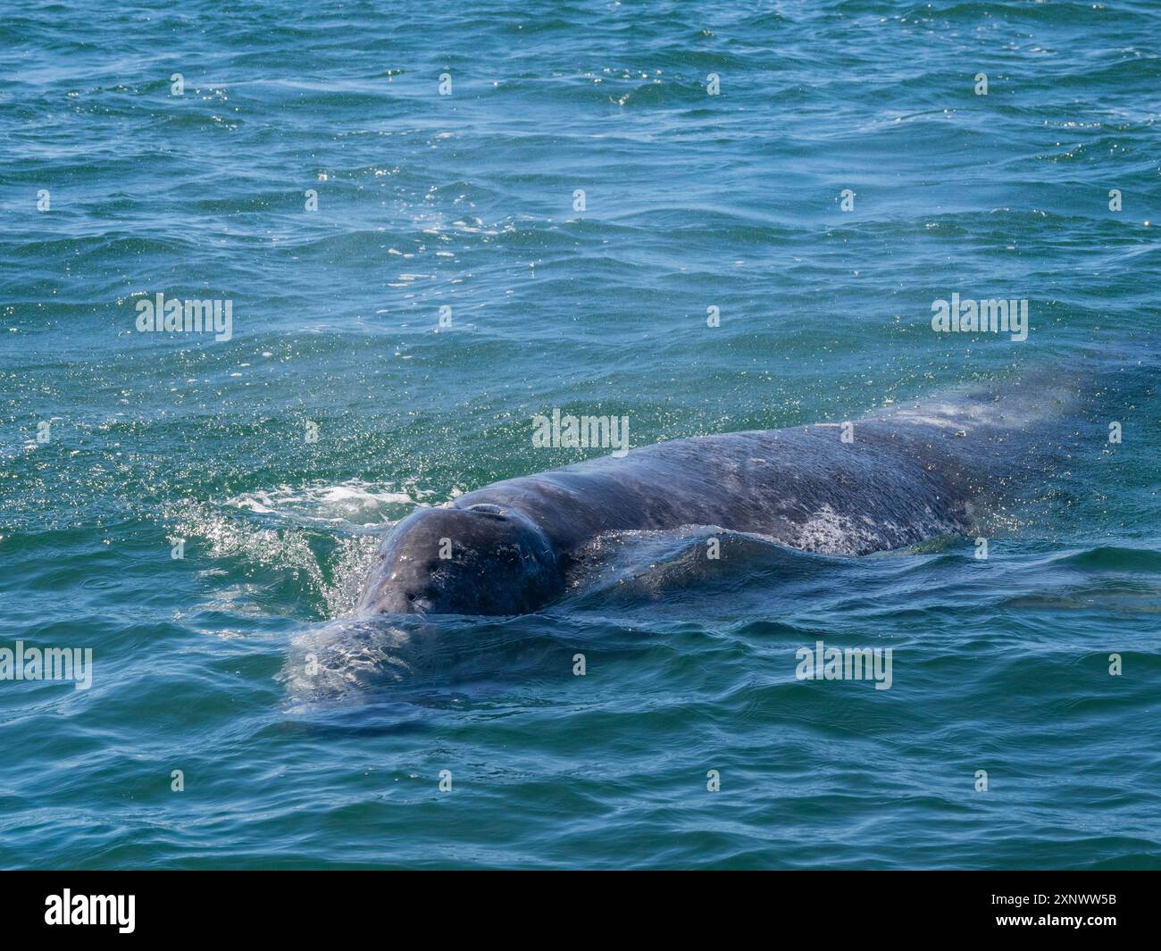 California gray whale calf Eschrictius robustus, surfacing in San ...