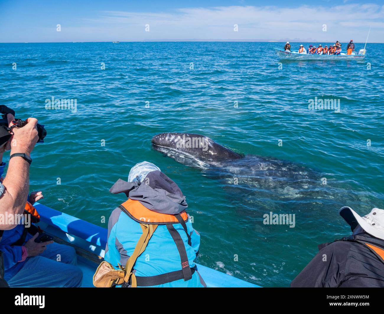 California gray whale calf Eschrictius robustus, with excited tourists ...