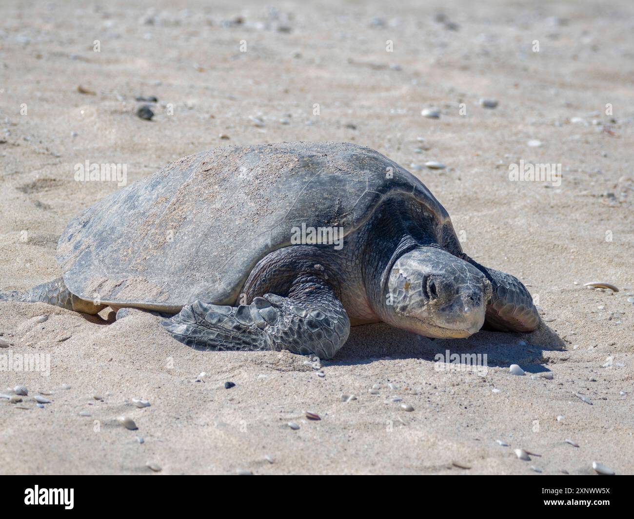 An adult female green sea turtle Chelonia mydas, coming ashore to nest on Isla Espiritu Santo ...
