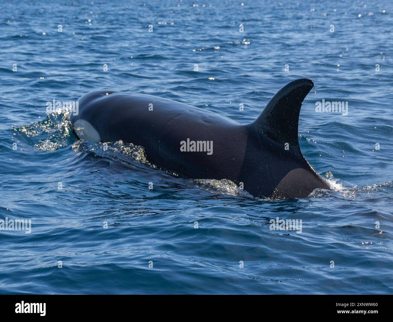Killer whale pod Orcinus orca, off Punta Colorada, Isla San Jose, Baja ...