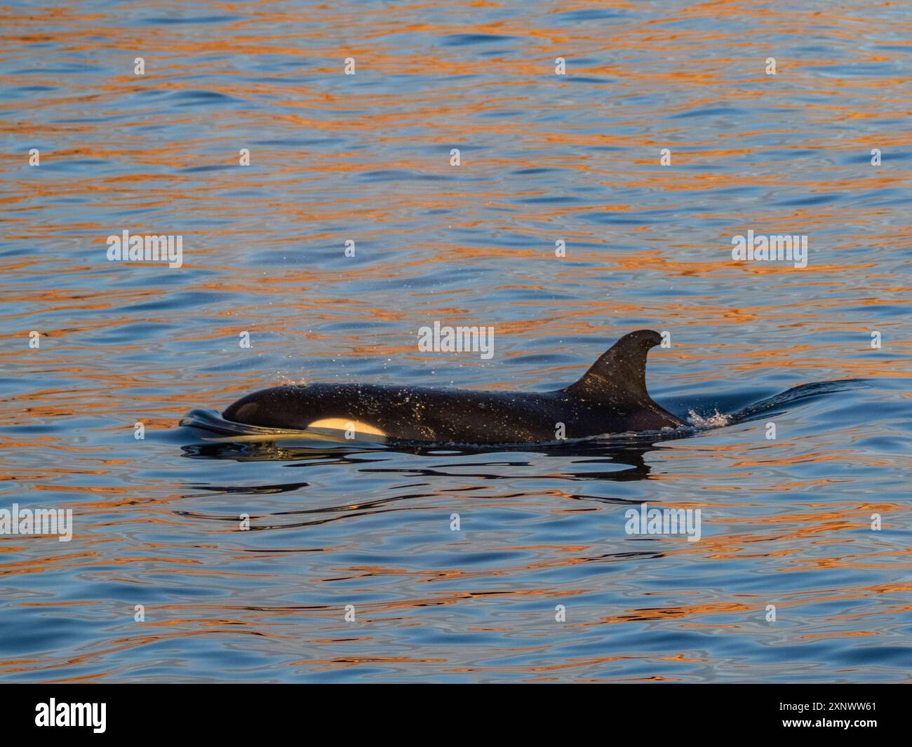 Killer whale female Orcinus orca, surfacing off Isla San Lorenzo, Baja ...
