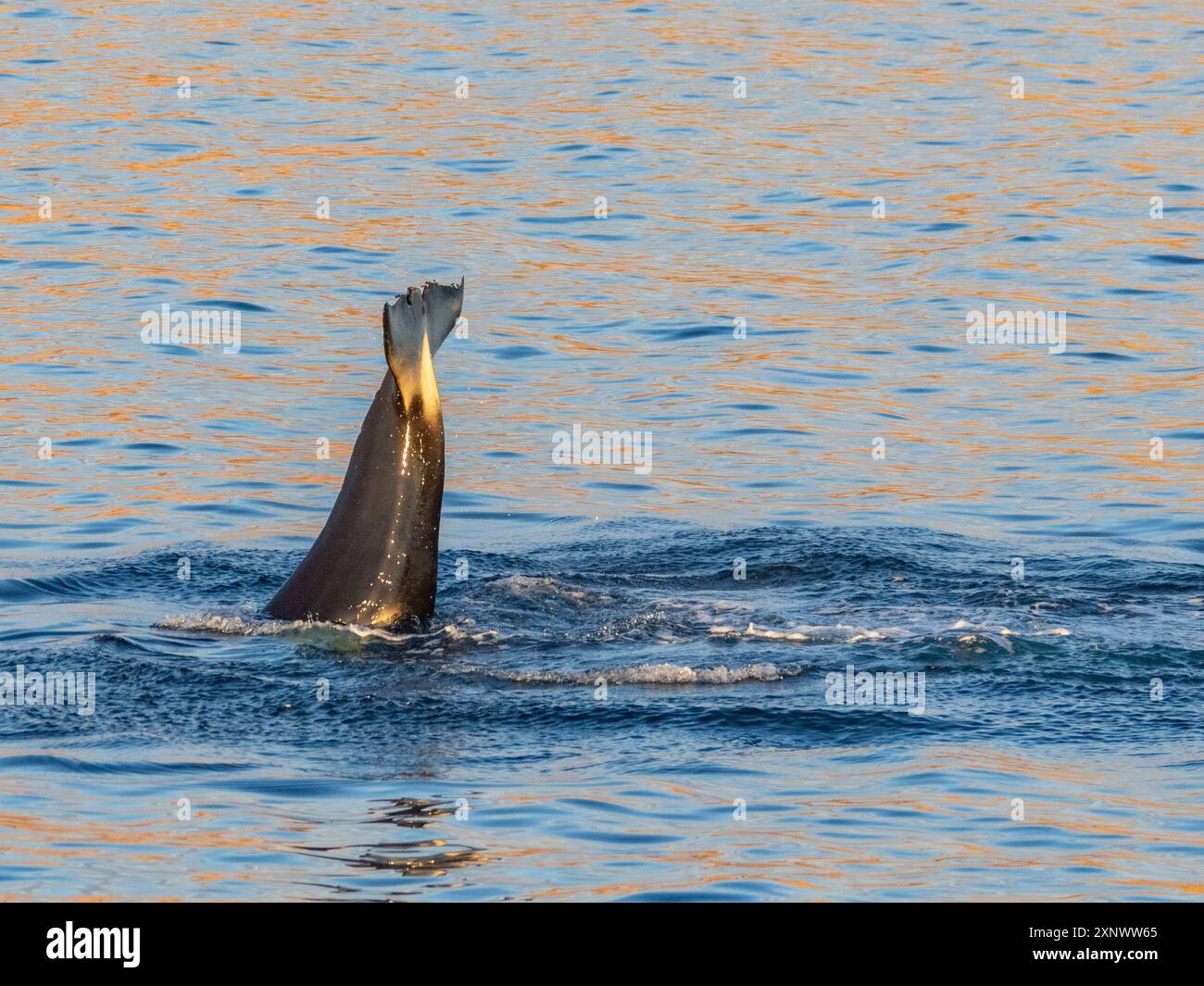 Killer whale female Orcinus orca, tail-lobbing off Isla San Lorenzo ...