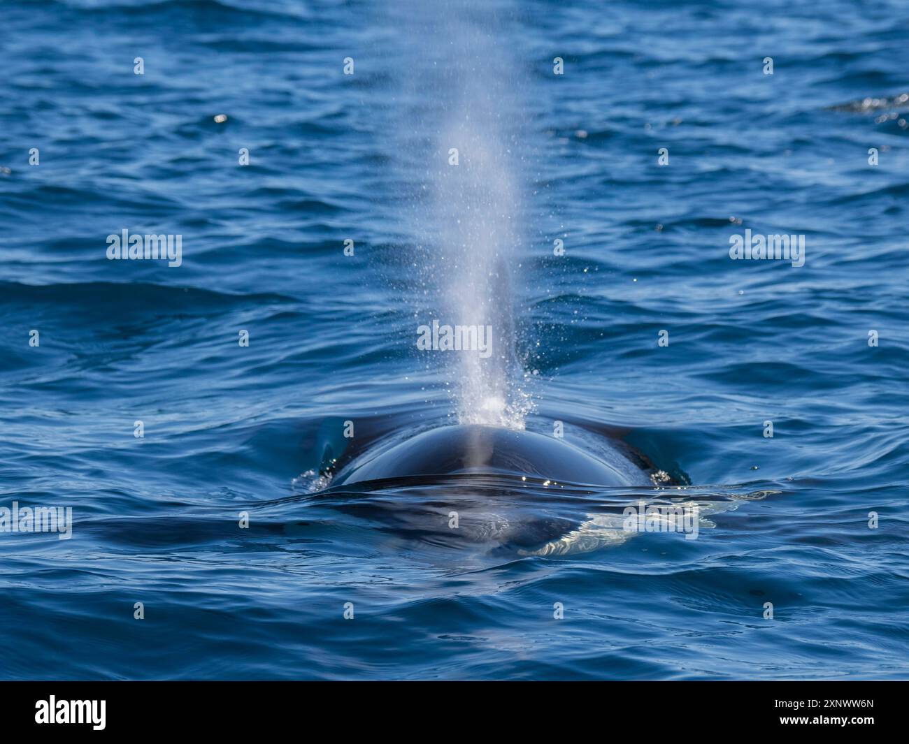 Killer whale pod Orcinus orca, off Punta Colorada, Isla San Jose, Baja ...