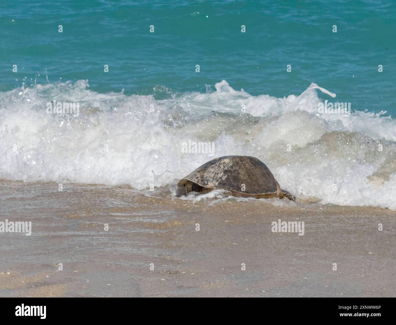 An adult female green sea turtle Chelonia mydas, coming ashore to nest ...