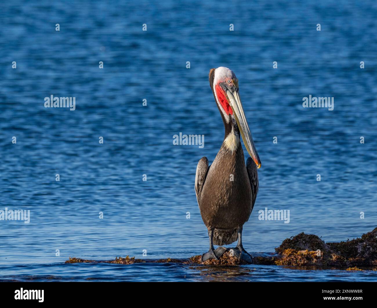 Adult brown pelican Pelecanus occidentalis, on a small islet near Isla ...
