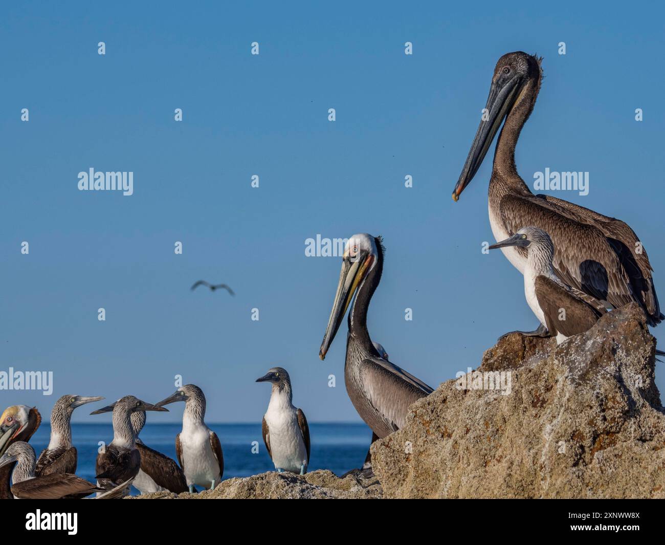 Adult brown pelicans Pelecanus occidentalis, on a small islet near Isla ...