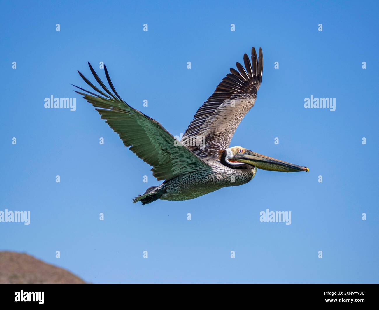 Adult brown pelican Pelecanus occidentalis, in flight, Isla Carmen ...