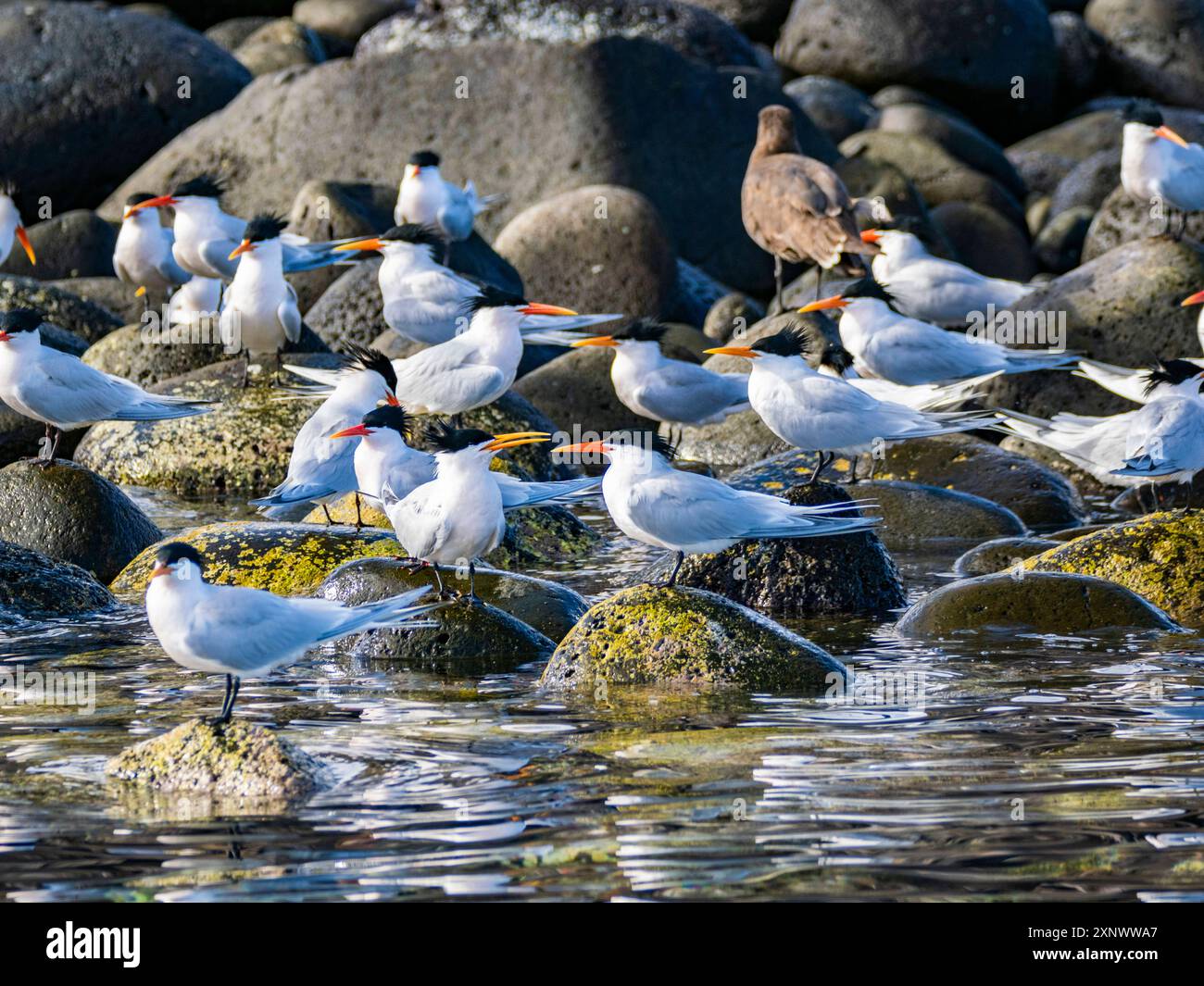 Adult elegant terns Thalasseus elegans, at breeding colony on Isla Rasa ...