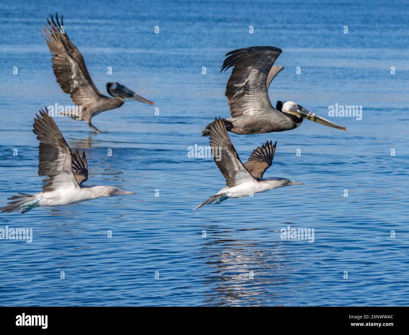Blue-footed boobies Sula nebouxii, in flight near Isla Salsipuedes ...