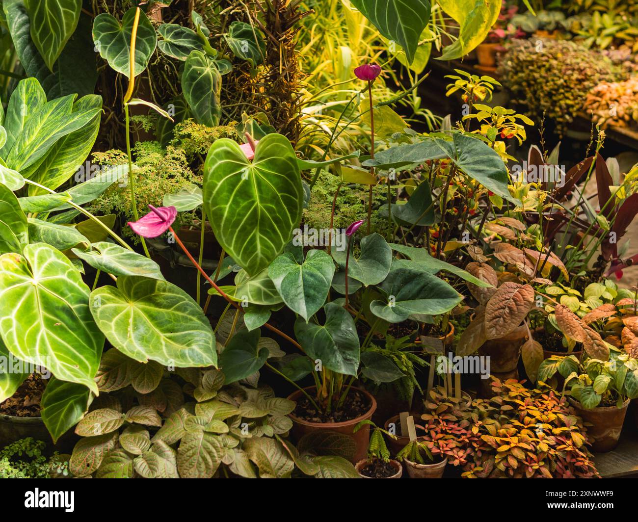 Tropical flowering plants in greenhouse. Growing and germinating ...