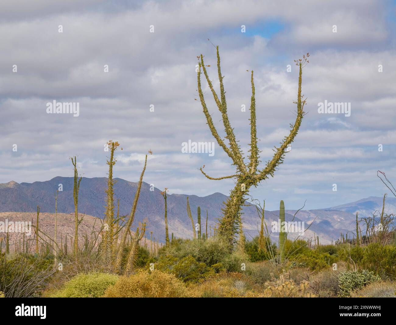 Boojum tree Fouquieria columnaris, just outside Bahia de los Angeles ...
