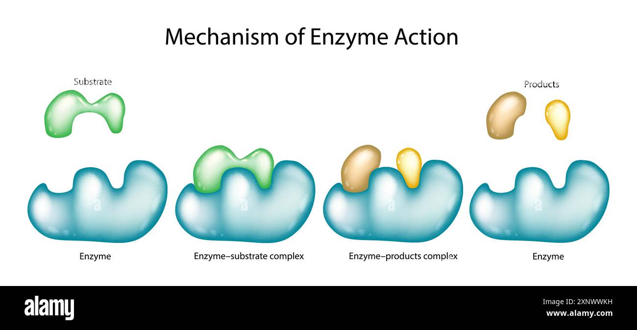 Mechanism of enzyme action with substrate and product complexes Stock ... Mechanism of enzyme action with substrate and product complexes Stock ...