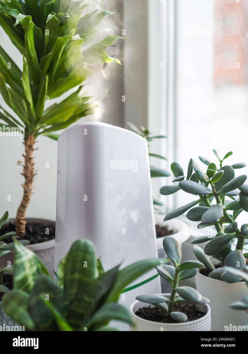 Ultrasonic humidifier among houseplants. Flower pots with succulent ...
