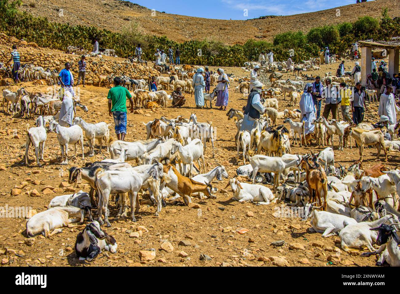 The Monday animal market of Keren, Eritrea, Africa Copyright: MichaelxRunkel 1184-12016 ...