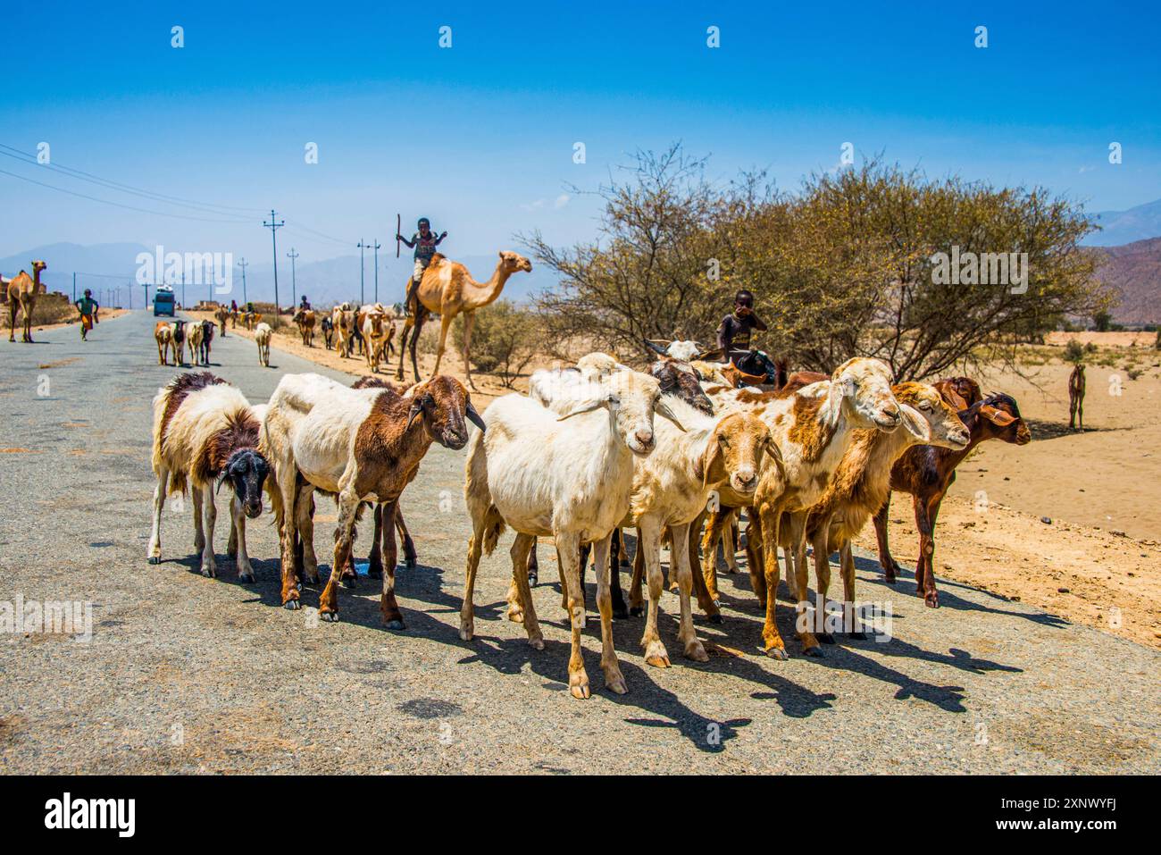 Herds of animals walking in the lowlands of Eritrea, Africa Copyright ...