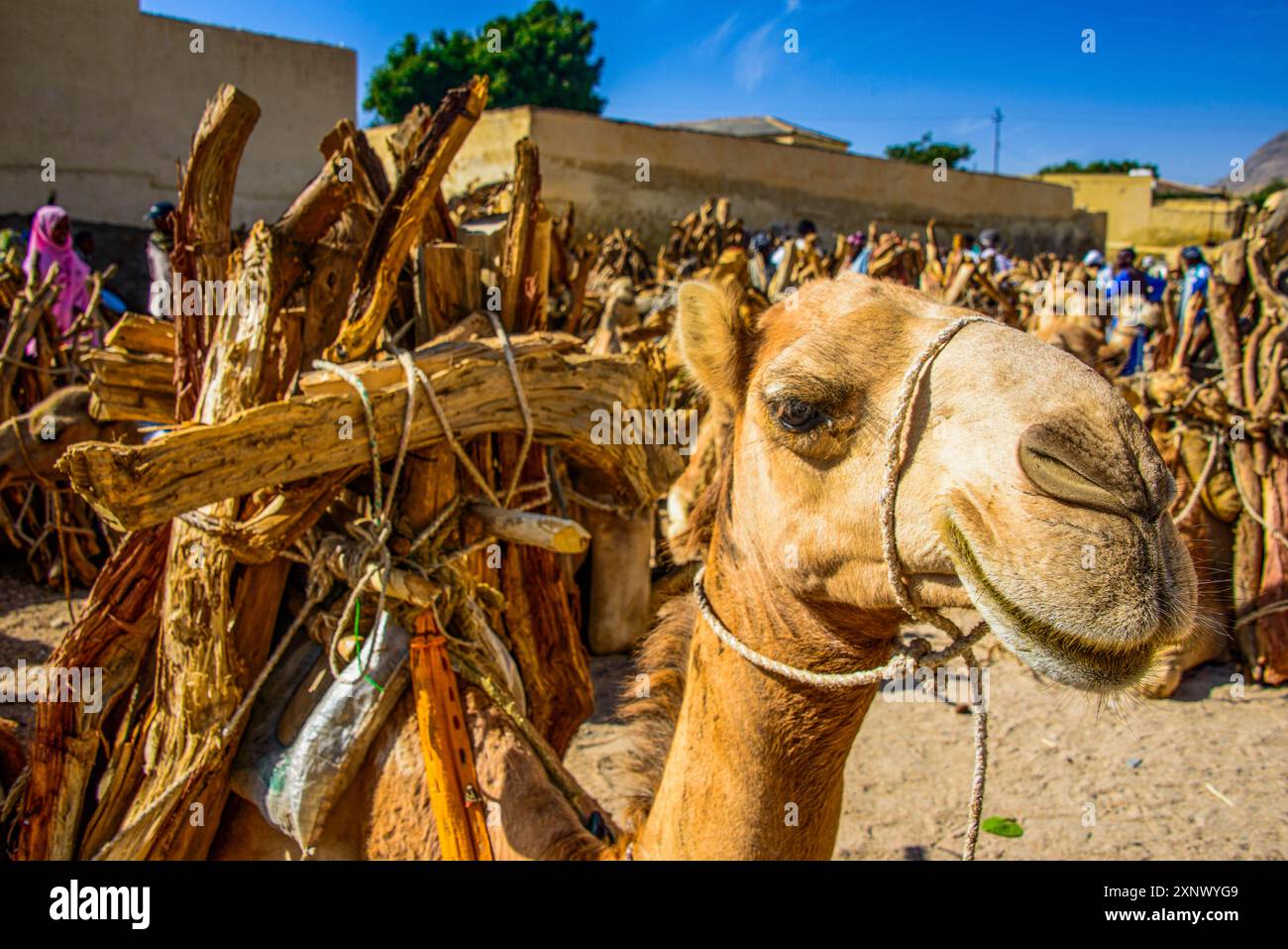 Camel loaded with firewood, Monday market of Keren, Eritrea, Africa ...