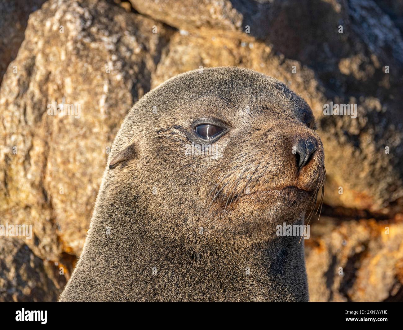 Guadalupe fur seal (Arctocephalus townsendi), at new haul out on Las ...