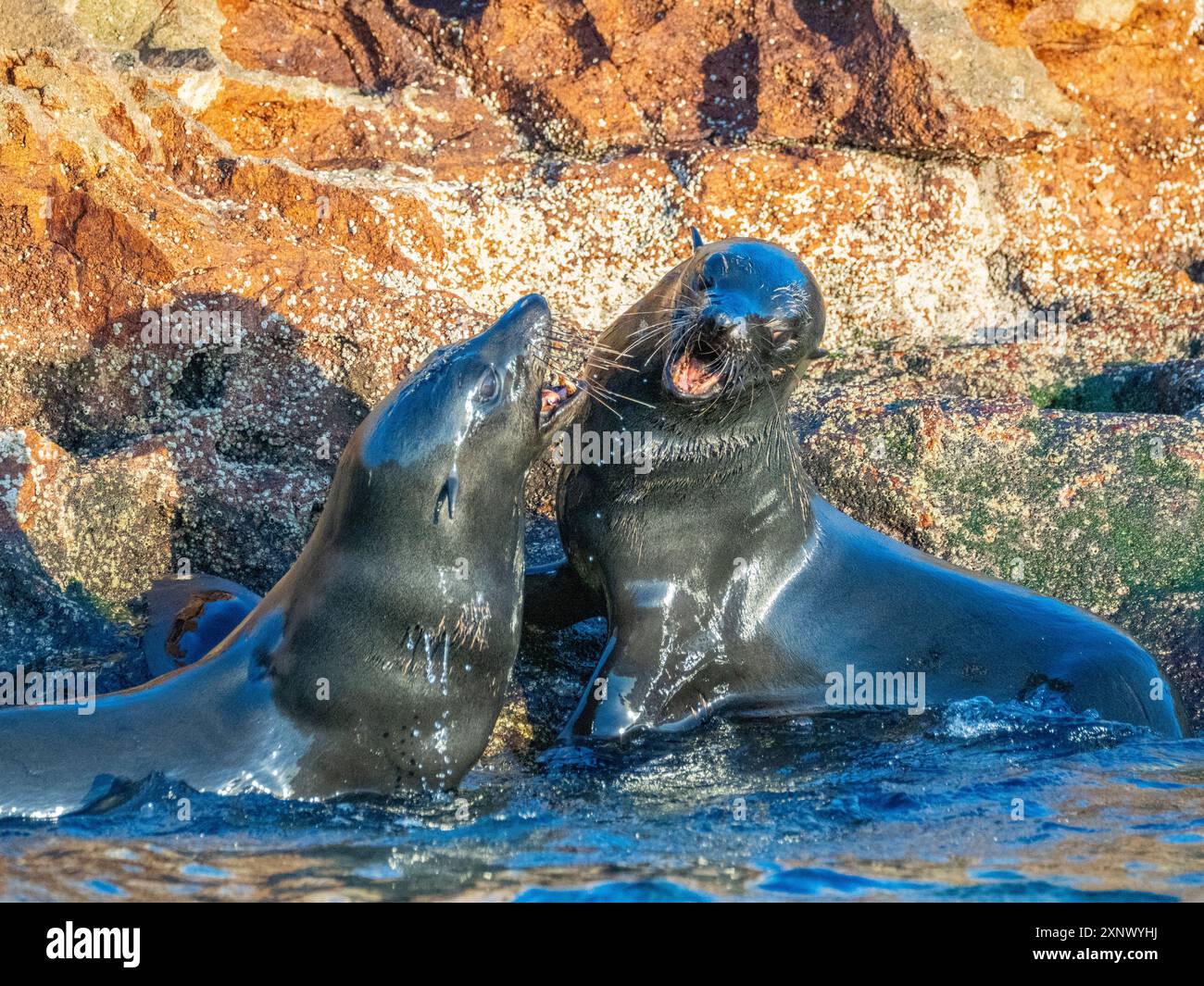 Guadalupe fur seals (Arctocephalus townsendi), at new haul out on Las ...