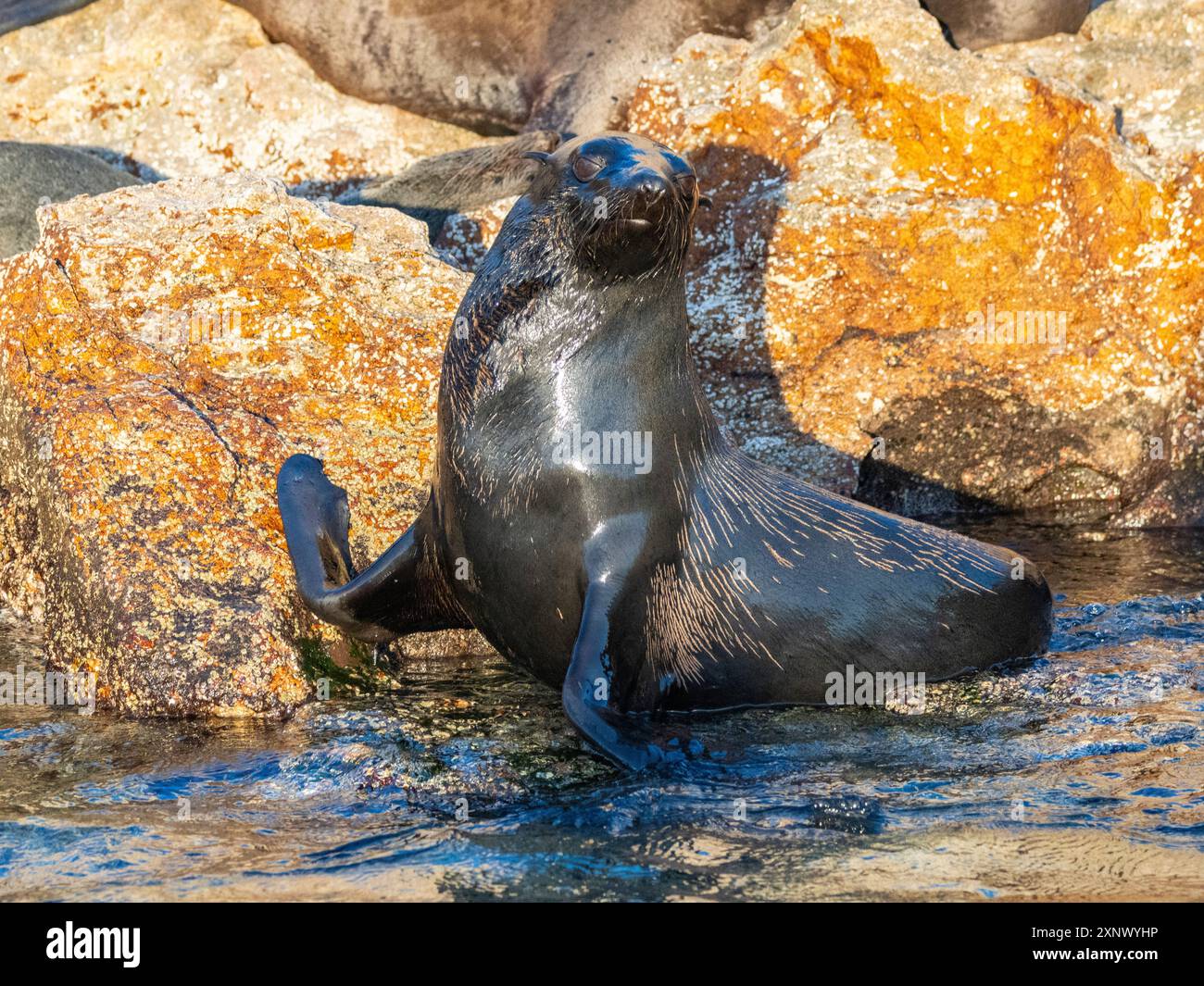 Guadalupe fur seal (Arctocephalus townsendi), at new haul out on Las ...
